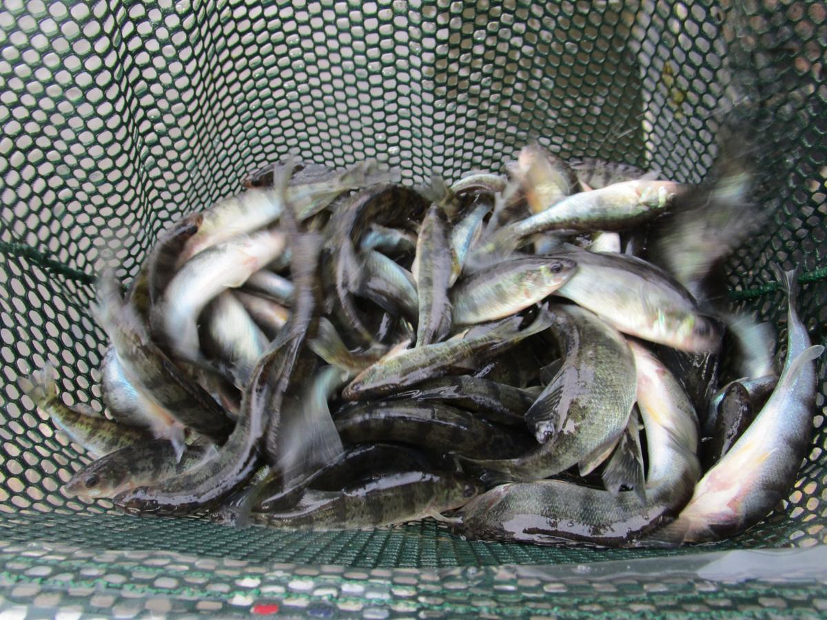 Lake gets large fall fish stocking