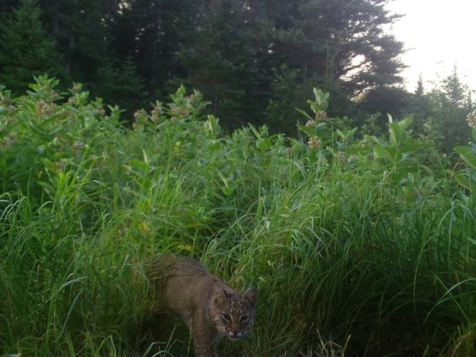 Volunteer wildlife monitoring with the Wisconsin DNR is a snap