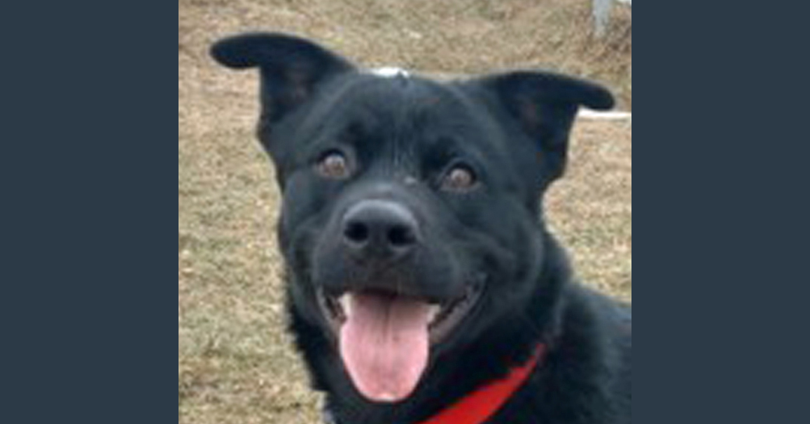 PETS OF WEEK: Jaz and Hope