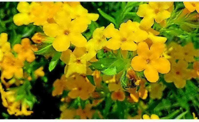 NATIONAL PRAIRIE DAY