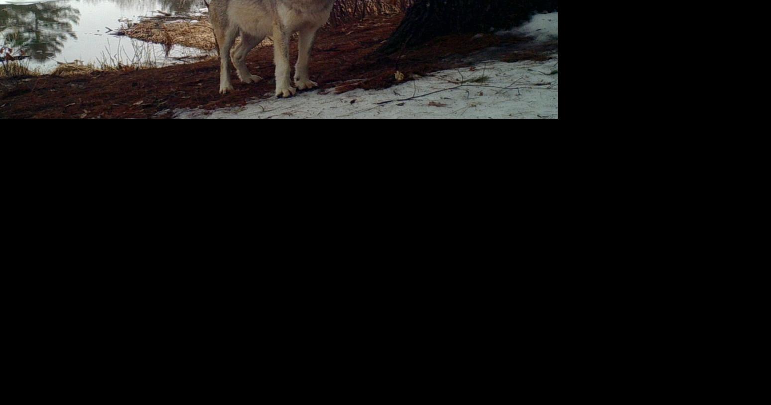 Wisconsin wolf population continues to rise above delisting goals