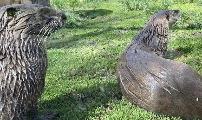 Celebrate notorious otters at the Ochsner Park Zoo