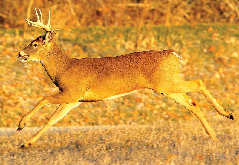 Gun deer hunt off to a safe start