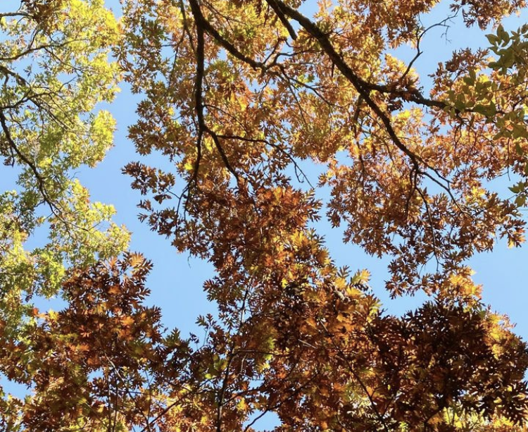 Bringing Aldo Leopold's rural Shack to you, virtually