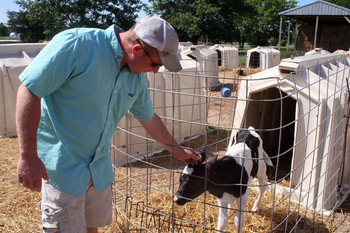 Small dairy farms stay alive