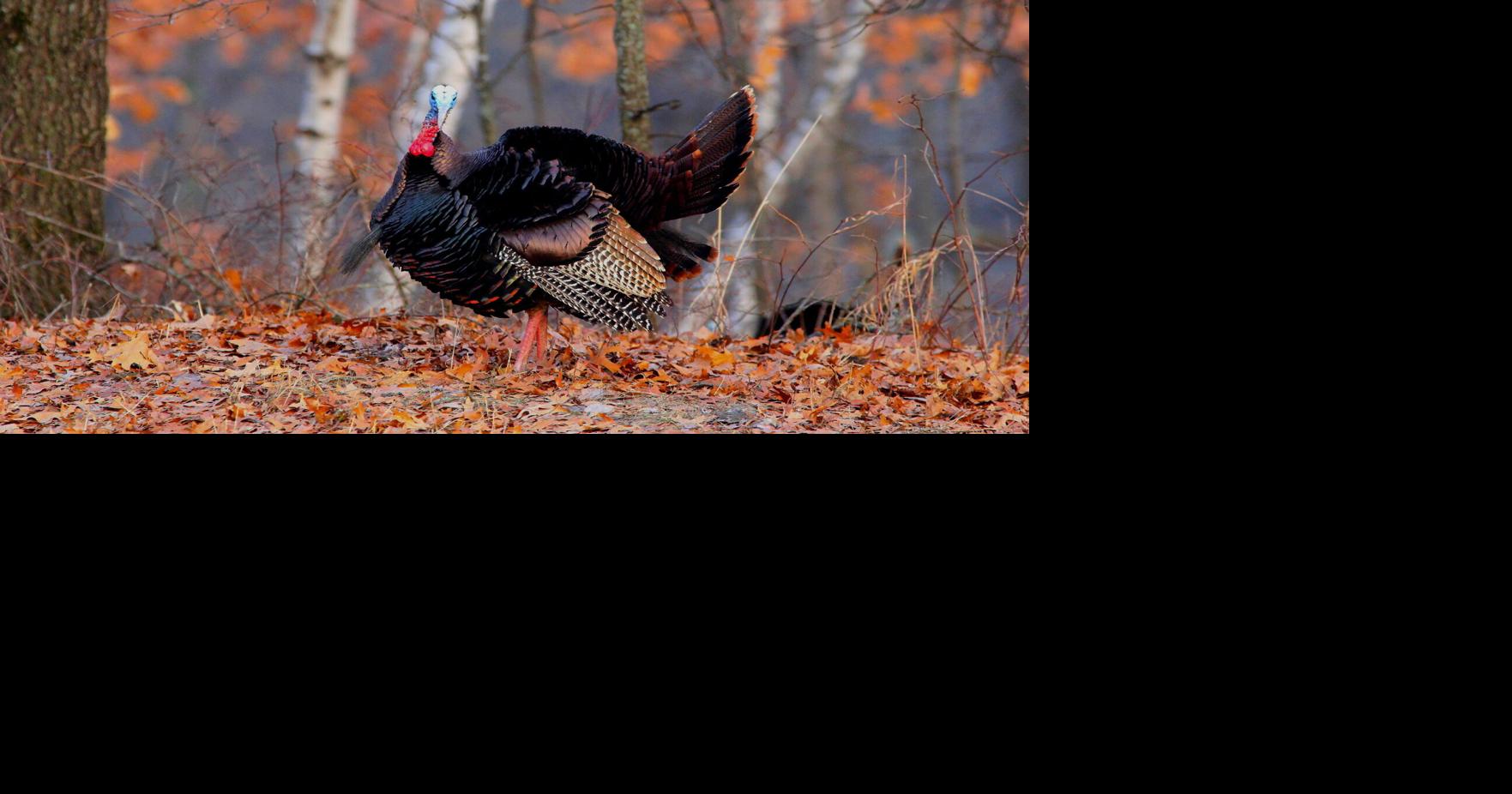 Outdoors: Old-time gobbler tactics worth do-over