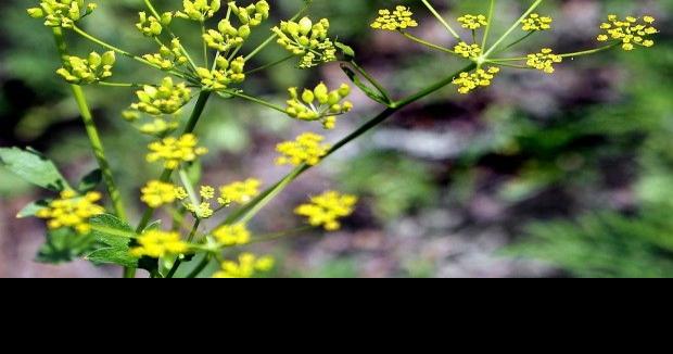 Invasive wild parsnip causes 'nasty' rash