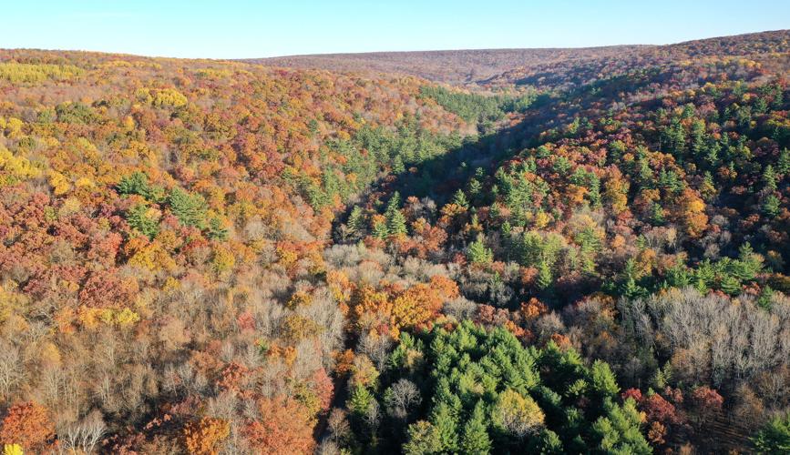 DNR volunteer and sons find rare fern in Baraboo Range