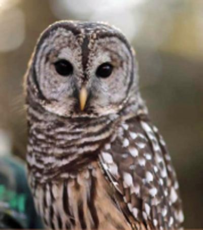 Raptor show at Riverwood