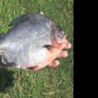 Pacu makes for a sweet fish fry