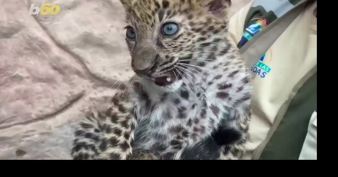 Peru's first leopard cubs born in captivity run, play and greet ...