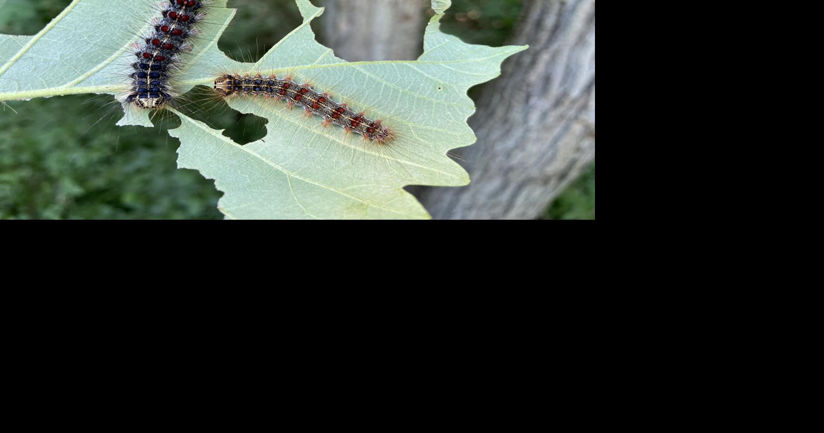 Spongy moth population exploding in Wisconsin