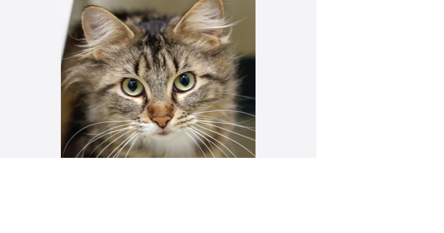 PETS OF WEEK: Bronze and Pretty Pretty