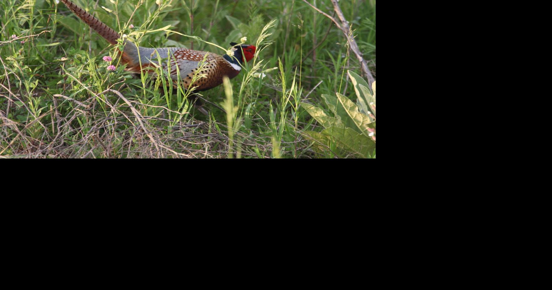 Ring-neck pheasants ready for release ahead of hunting season