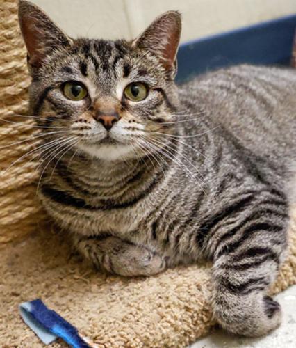 PETS OF WEEK: Hank and Michelle