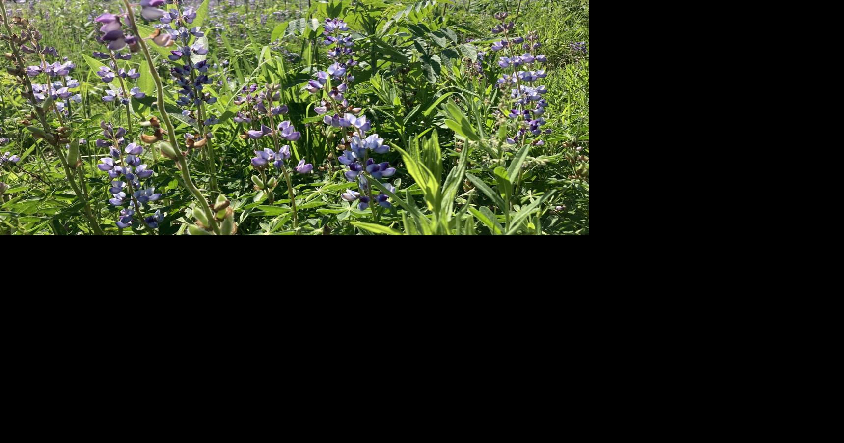 National Prairie Day