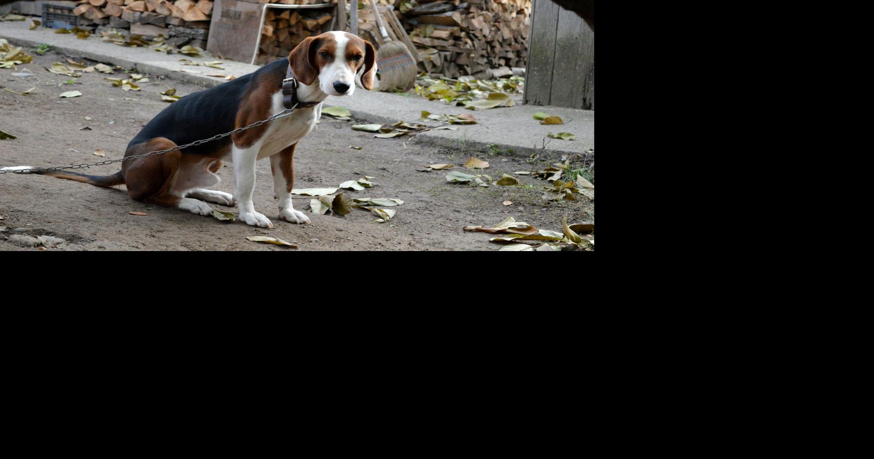 My Pet World: Local ordinances can guide you when helping a neglected dog