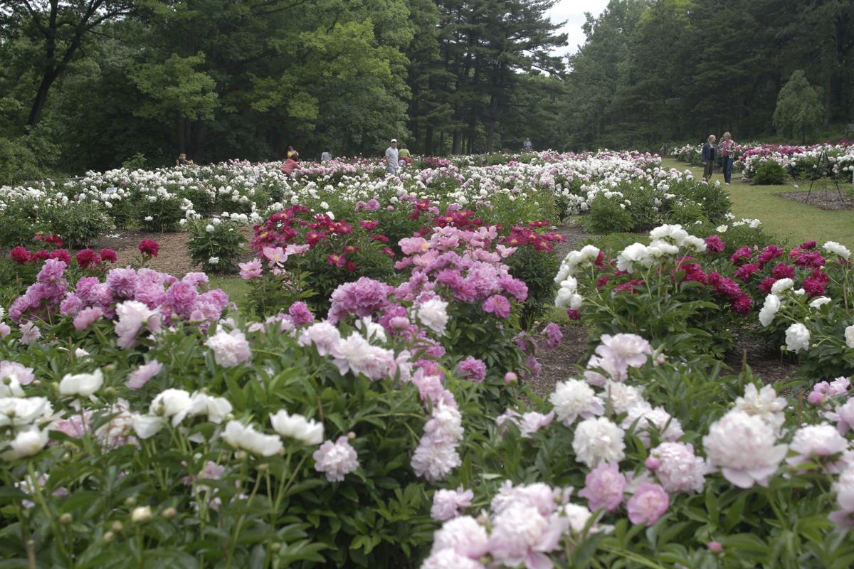 Tree peonies worth the price