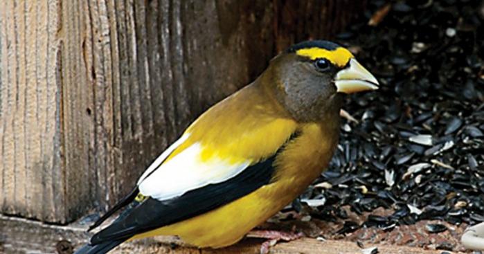 Northern finch invasion expected