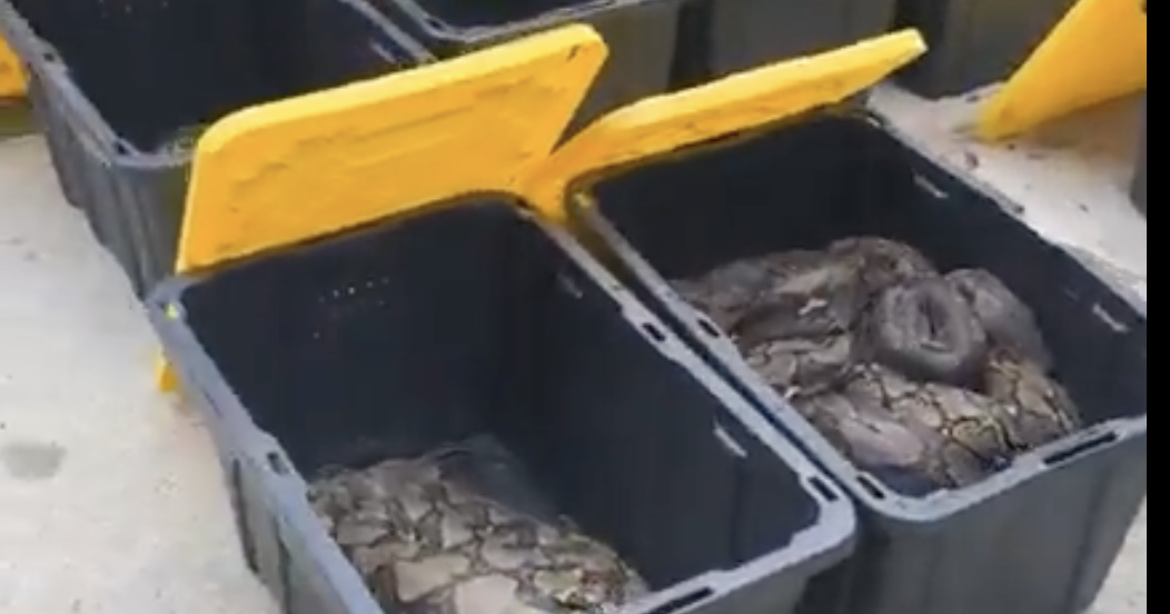 La invasión de pitones reticuladas y boas es real: capturan 20 en un ...