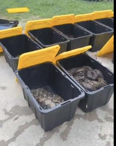 La invasión de pitones reticuladas y boas es real: capturan 20 en un ...
