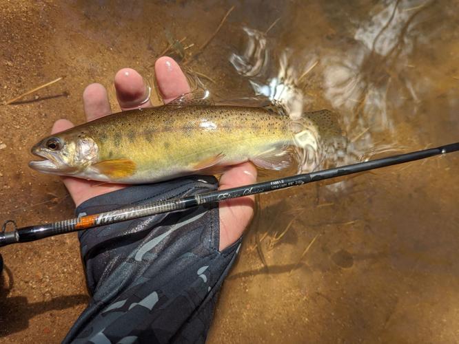 Take the Arizona Trout Challenge this summer | 260 Connection ...