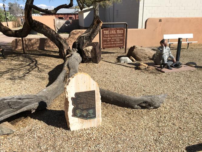 Centennial Witness Trees of Arizona: A brief history of our gentle ...