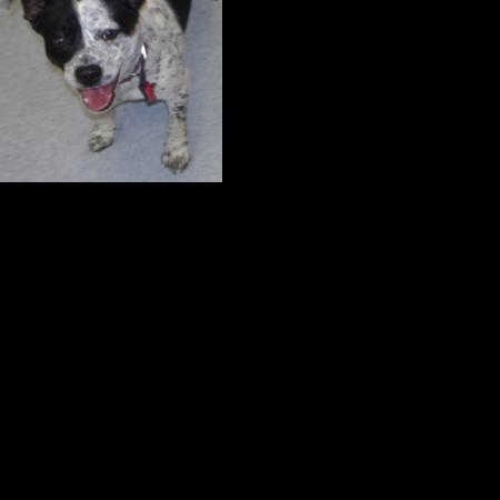 Adopt Kilo | Adopt a Pet | wmicentral.com