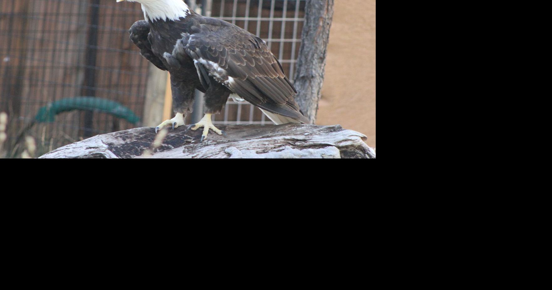 Bearizona welcomes Vernon the Bald Eagle | Arizona | wmicentral.com