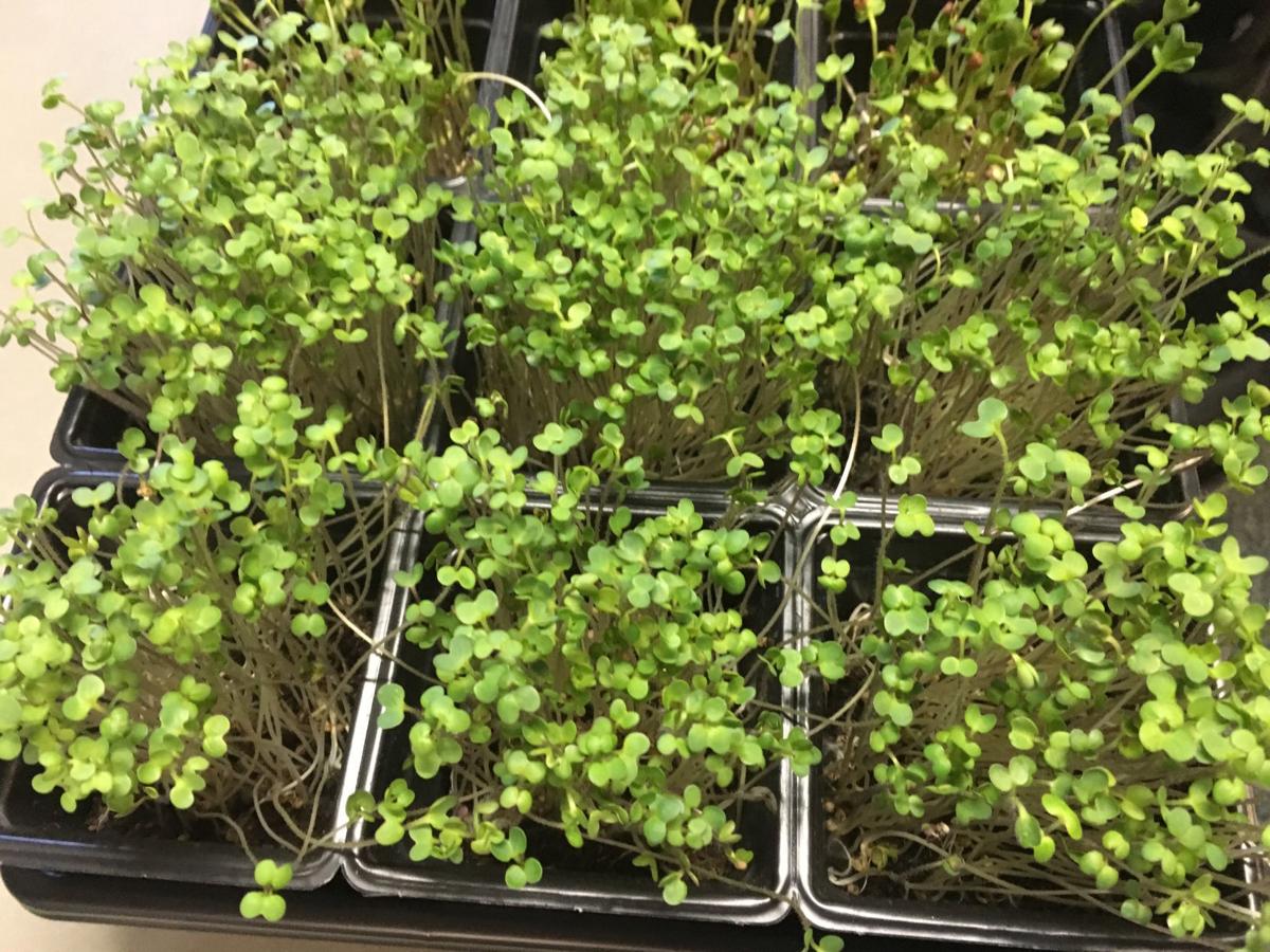 Microgreens: Packed with power, nutrients | Outdoors And Gardening ...