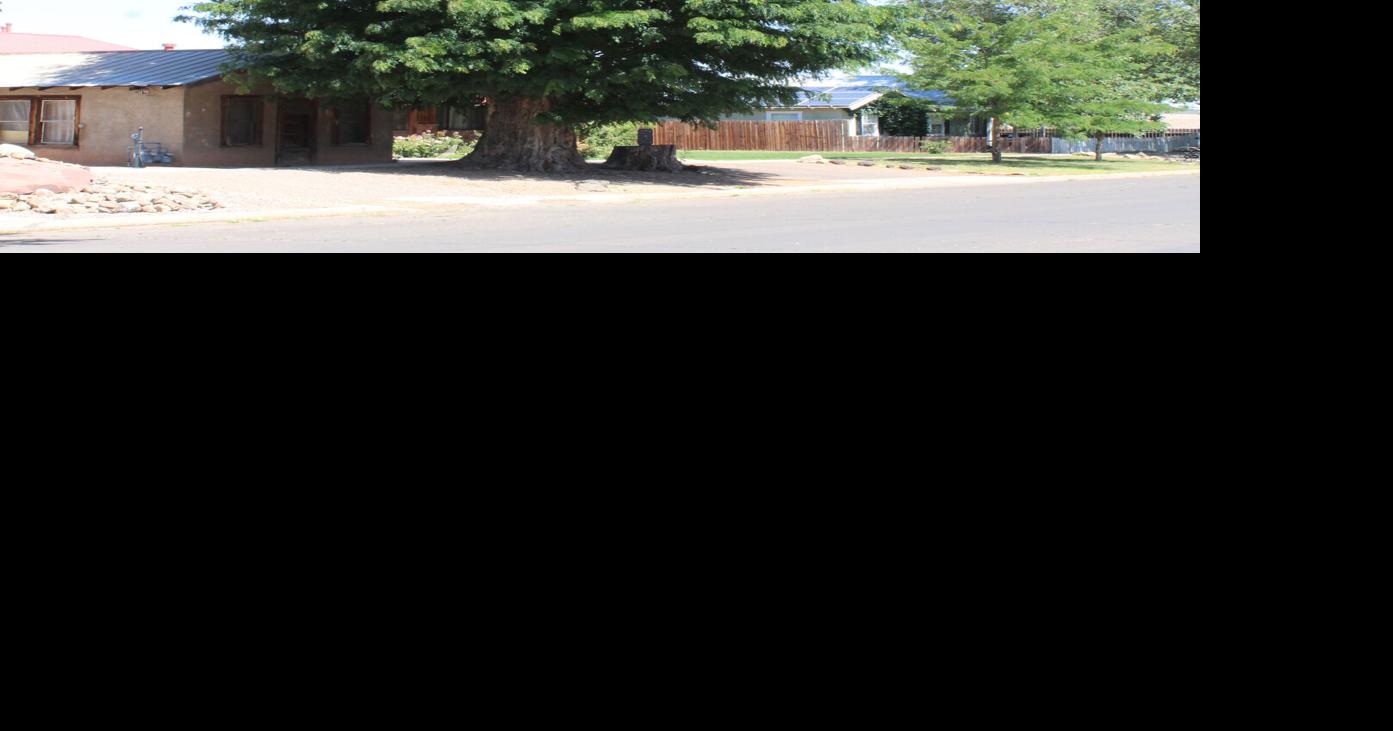 From Witness to Champion, Magnificent Trees program honors living ...