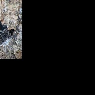 Bald eagle protection | Outdoors And Gardening | wmicentral.com