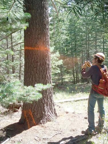 Tree marking: Why is there paint on the trees? | Latest News ...