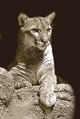 The Legend of Ben Lilly | | wmicentral.com