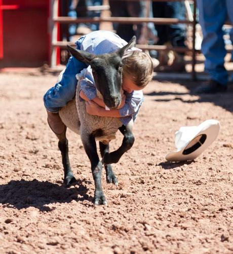 Ride 'em Little Buckaroos - Navajo County Fair | Multimedia ...