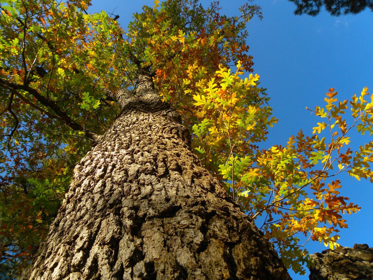 Old oak trees sustain a diversity of life | Recreation | wmicentral.com