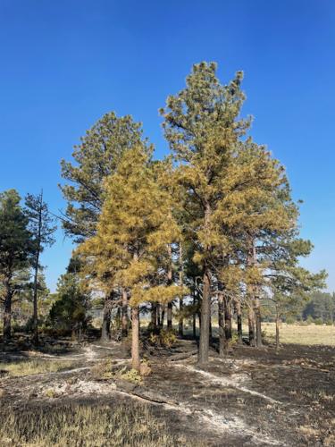 Prescribed burns essential to livelihood of ponderosa pine forests ...
