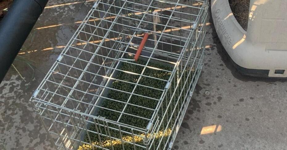 Arrest made in falcon theft | Latest News | wmicentral.com