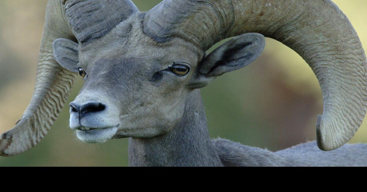 AZGFD seeks leads on bighorn poaching | News | wmicentral.com