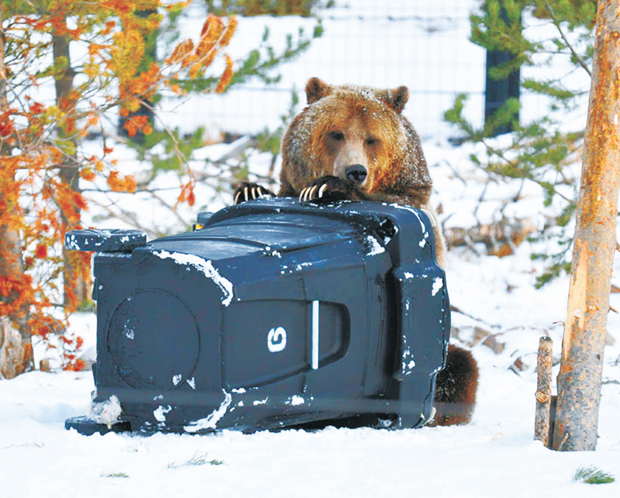 Save a bear | Premium News | wmicentral.com