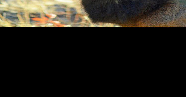 Yearling elk | Latest News | wmicentral.com