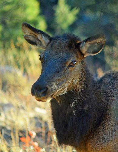 Yearling elk | Latest News | wmicentral.com