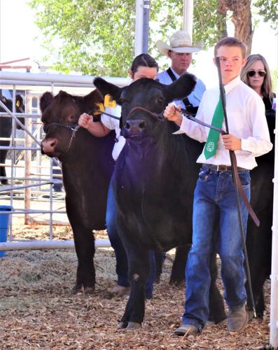Steer judging | Briefs | wmicentral.com