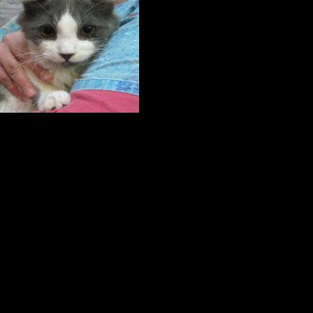 Adopt Austin | Adopt a Pet | wmicentral.com