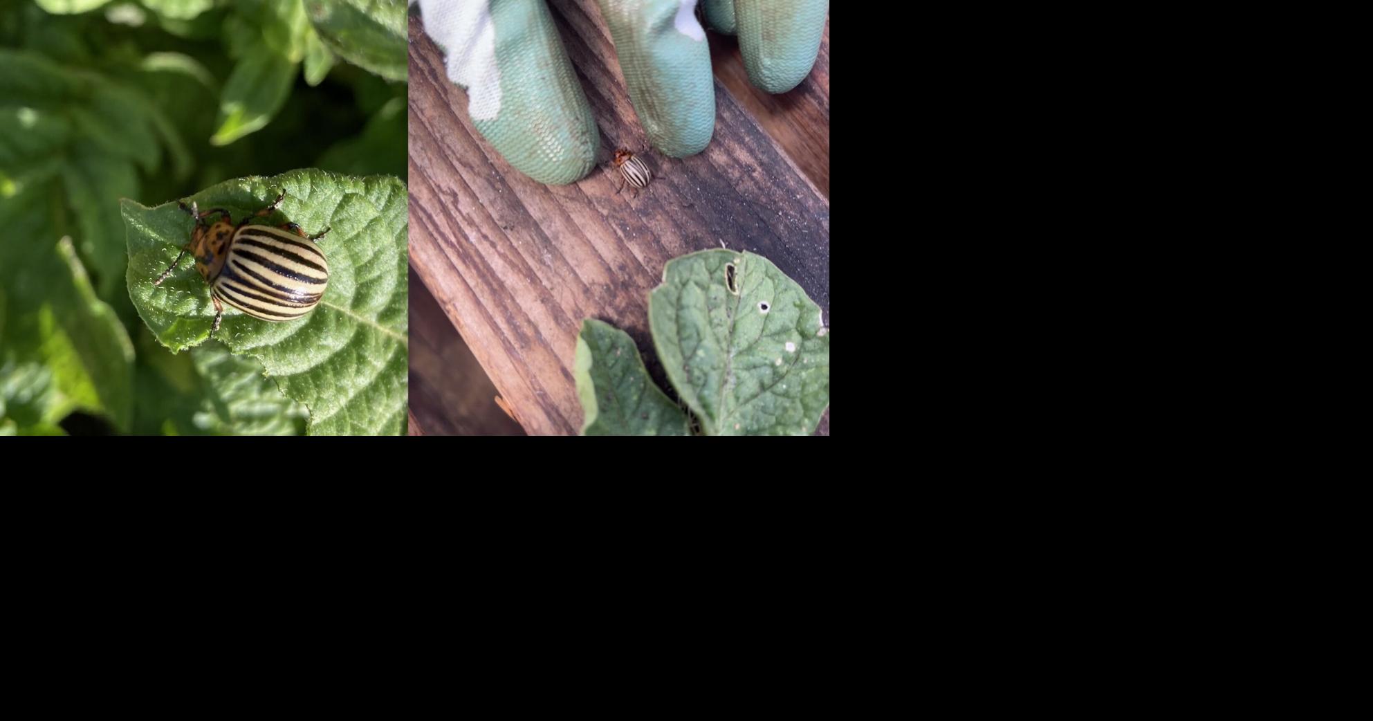 Know your enemy … in the garden: The Colorado potato beetle | Outdoors ...
