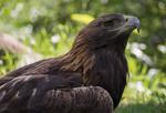 How do you put an eagle in a pickup? | Pinetop Lakeside | wmicentral.com