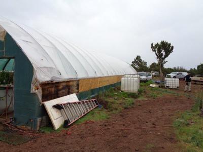 Marijuana grow bust near Stanford Road | Apache County | wmicentral.com