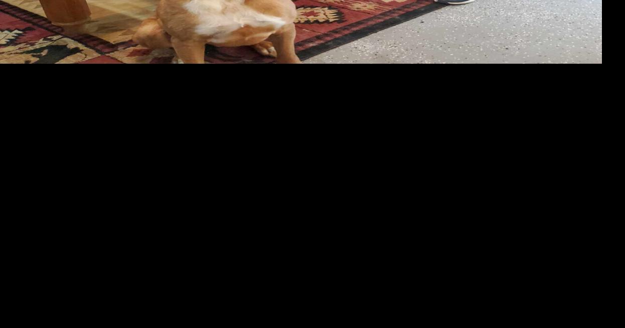 Happy Tails are wagging again at Humane Society event | News | wmicentral.com