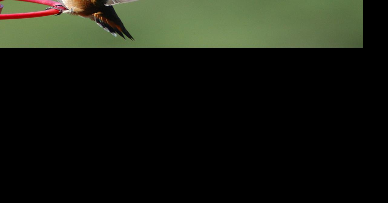 The nature of things: A gleam in the ultraviolet | Outdoors And ...