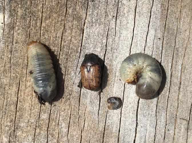 White Grubs | Outdoors And Gardening | wmicentral.com